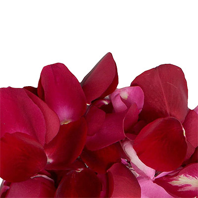 Pétales de Roses Frais Rouges Mariage | Pétales de Rose